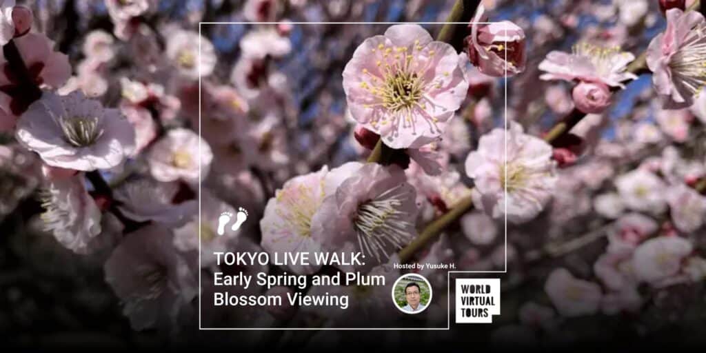 TOKYO LIVE WALK: Early Spring and Plum Blossom Viewing - World Virtual ...